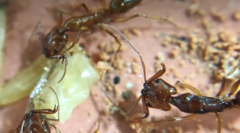 Ant Museum（アントミュージアム）アリ販売専門店