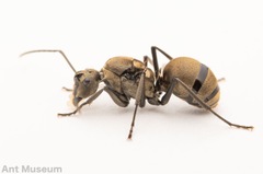 Ant Museum（アントミュージアム）アリ販売専門店