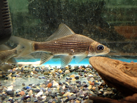 【KATSUAYU】観賞魚ショッピングカート