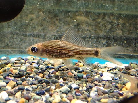 商品一覧 - 【KATSUAYU】観賞魚ショッピングカート