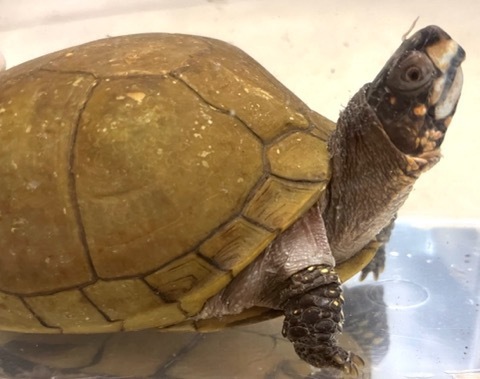 ミズガメ、ハコガメ、ヤマガメの商品一覧 | 爬虫類小動物の買取 ミズガメ、ハコガメ、ヤマガメの商品一覧 | 爬虫類小動物の買取