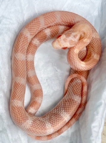 ヘビの商品一覧 | 爬虫類小動物の買取&販売 ルームズー ヘビの商品一覧 | 爬虫類小動物の買取&販売 ルームズー