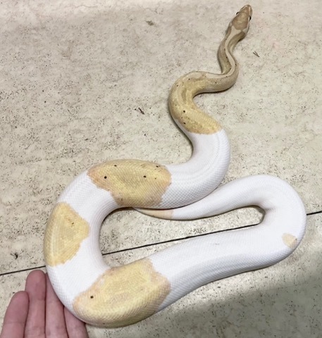 ヘビの商品一覧 | 爬虫類小動物の買取&販売 ルームズー ヘビの商品一覧 | 爬虫類小動物の買取&販売 ルームズー